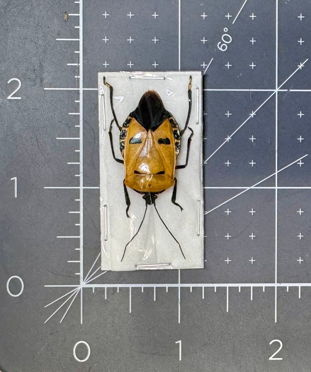 Man Face Bug, Catacanthus Incarnatus, Unmounted, Real, Preserved, Dried ...