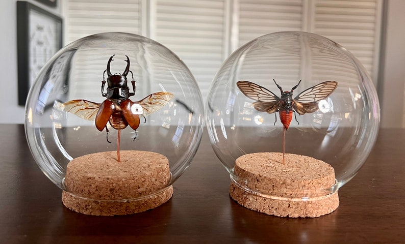 Small 4 Glass Globe With Real Preserved Insect - Etsy