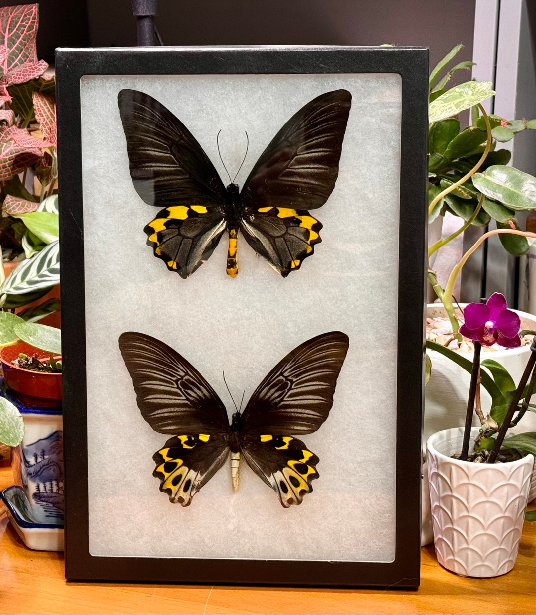 Troides Hypolitus Hypolitus, Rippon’s Birdwing Butterfly, XL Pair ...