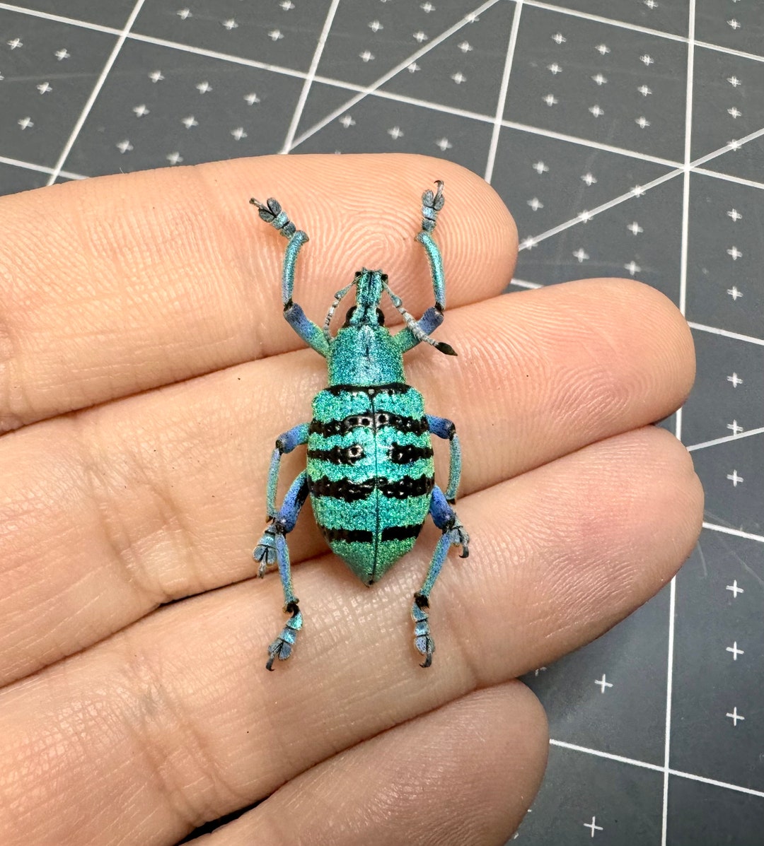 Blue Weevil, Eupholus Geoffroyi, Unmounted, Real, Preserved - Etsy