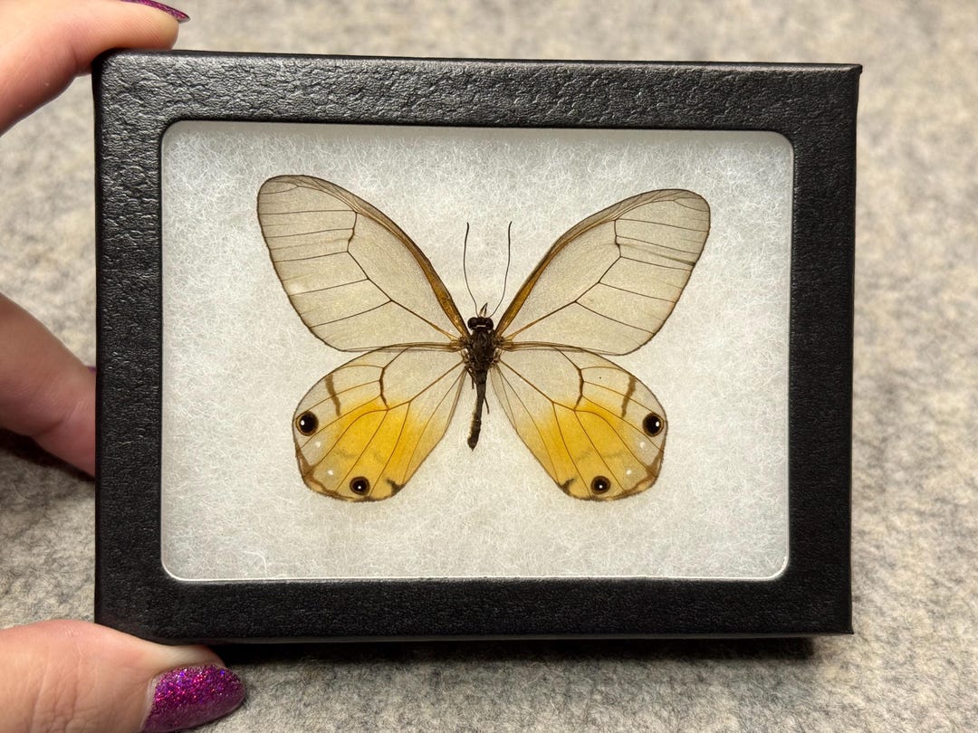 The Amber Phantom Clearwing Butterfly, Haetera Piera, Mounted (spread ...