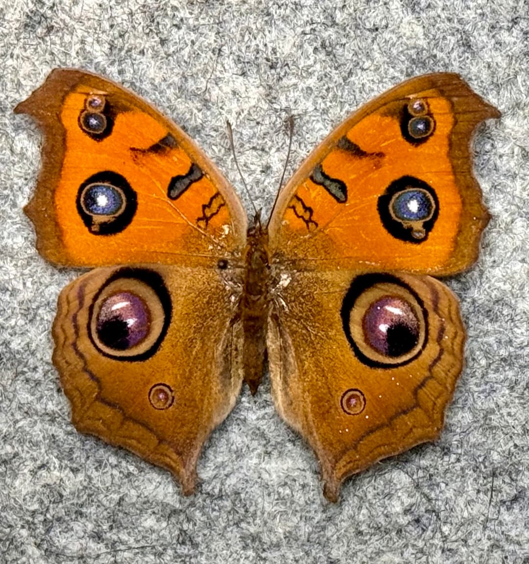 Peacock Pansy Butterfly, Junonia Almana, Autumn Form, UNMOUNTED (wings ...