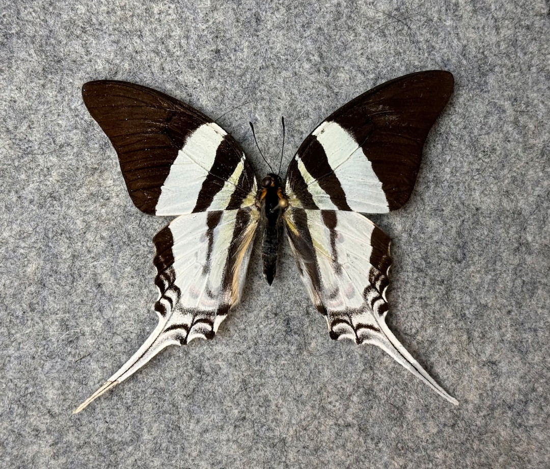 Graphium Dorcus Dorcus, Tabitha's Swordtail, UNMOUNTED (wings FOLDED ...