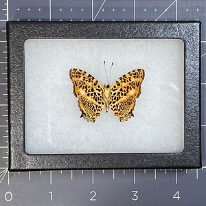 The Himalayan Jester Butterfly, Symbrenthia Hypselis, Wings Folded OR ...