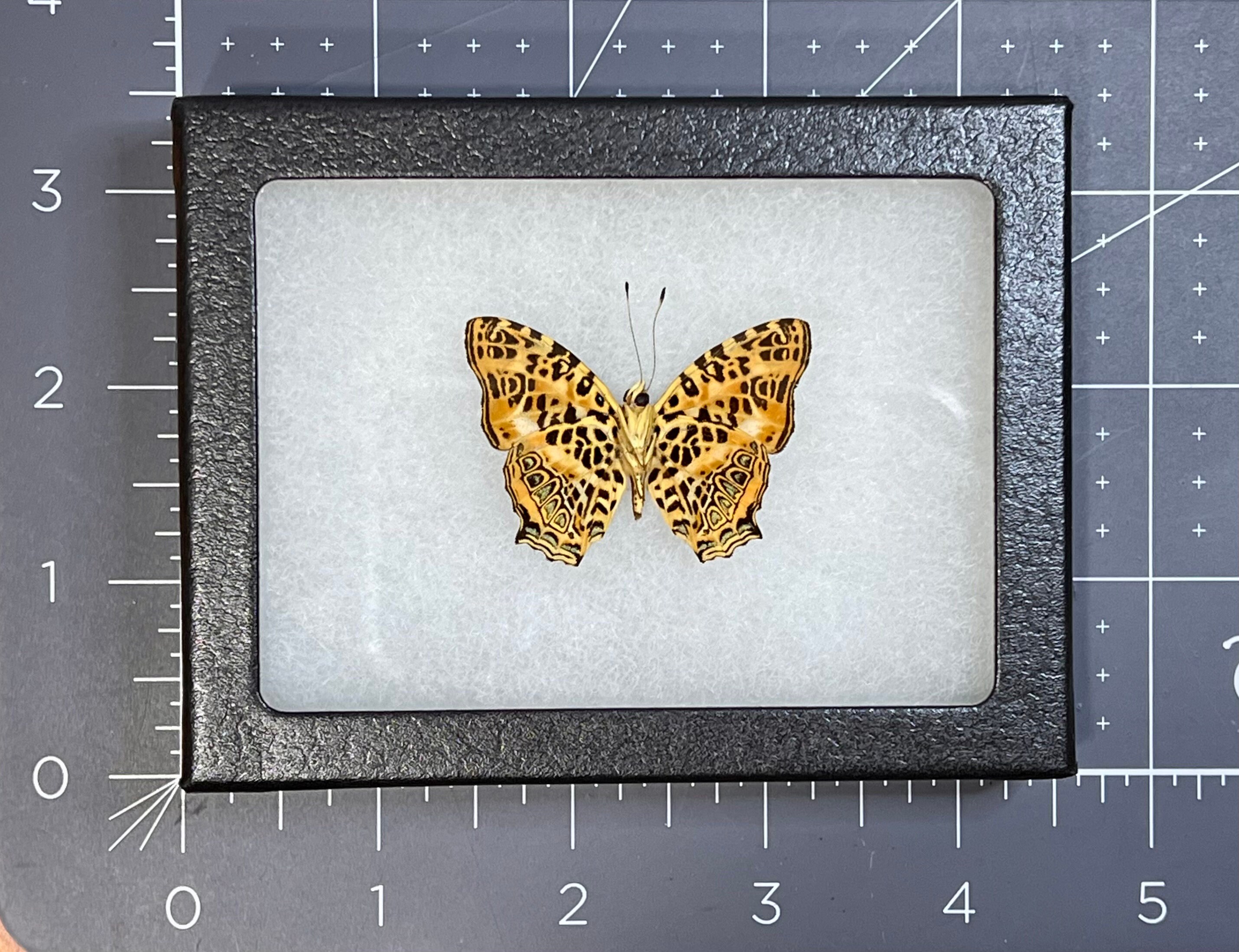 The Himalayan Jester Butterfly Symbrenthia Hypselis Wings - Etsy