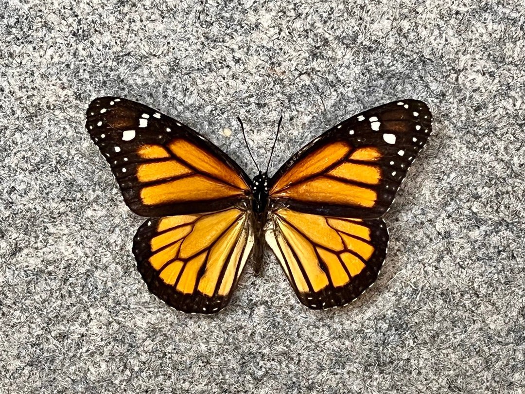 Monarch Butterfly, Danaus Plexippus, Unmounted (wings FOLDED ...