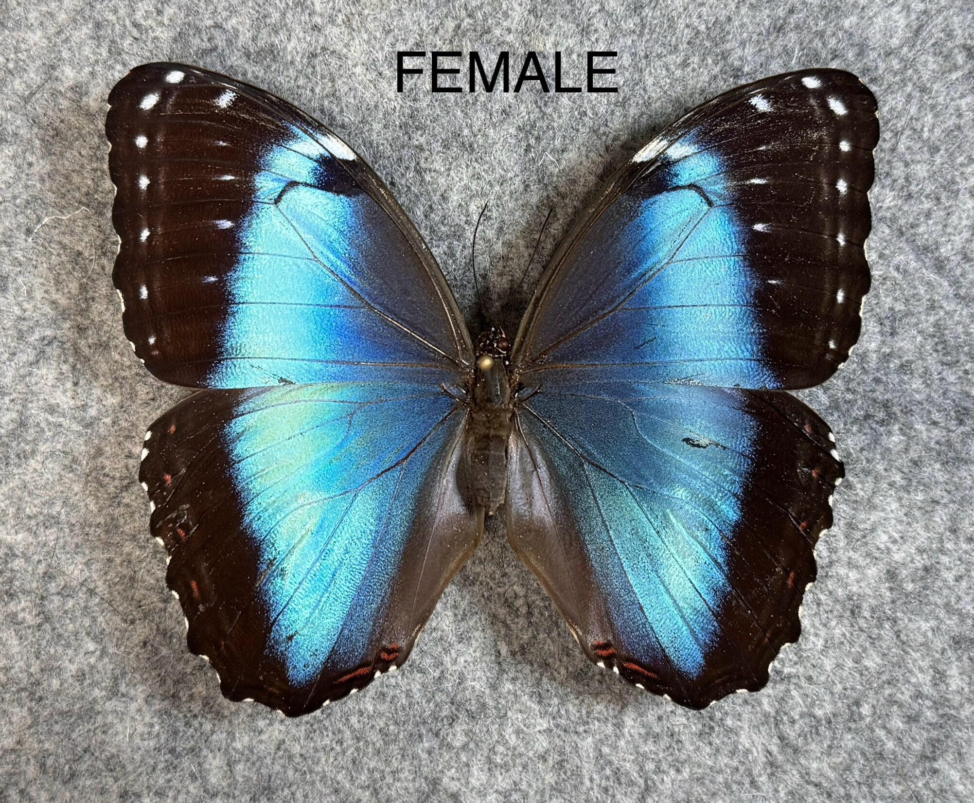 Morpho Peleides, Blue Emperor Morpho Butterfly, Male OR Female, Wings ...