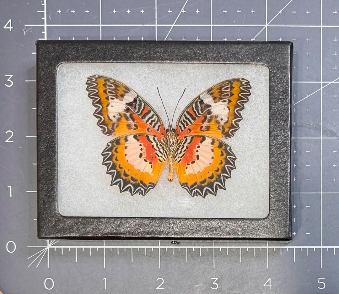 The Luzon Lacewing Butterfly, Cethosia Luzonica Pariana, Mounted and ...