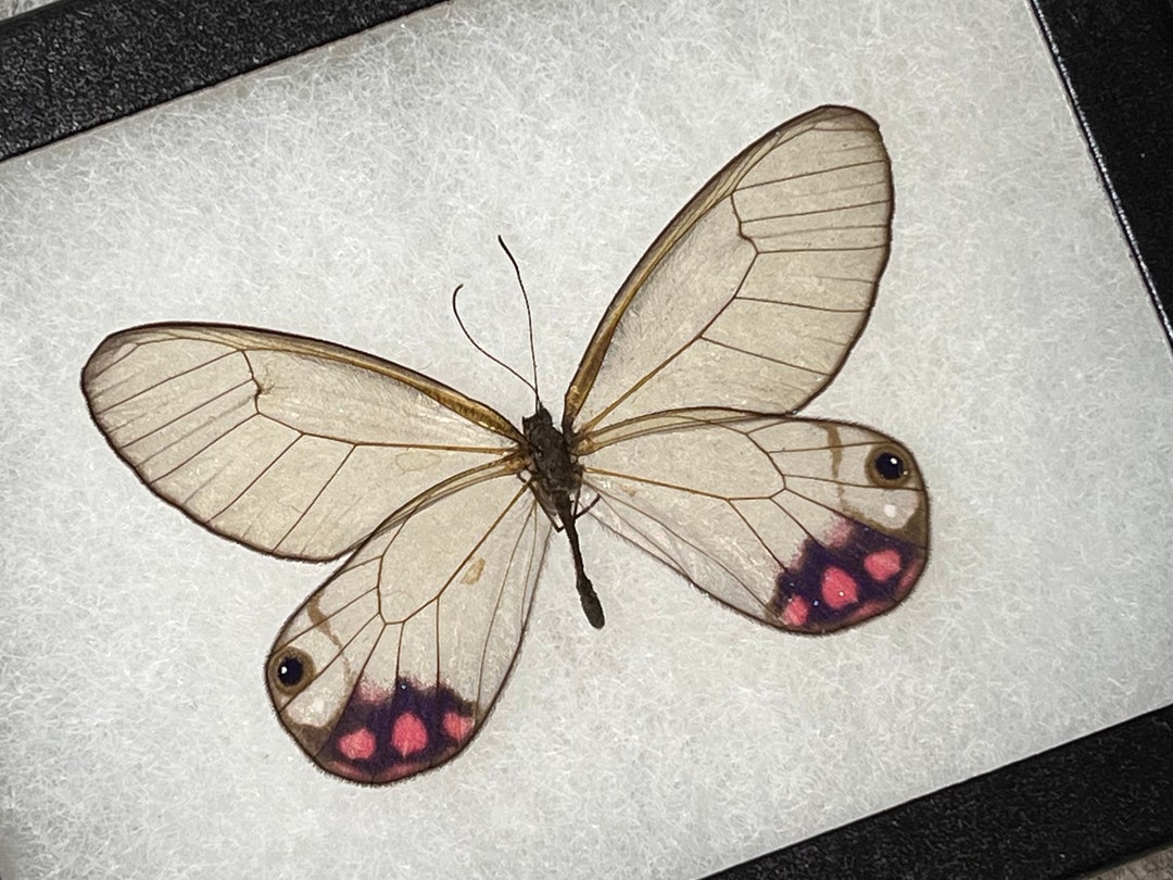 Rare Purple Spotted Phantom Butterfly, Cithaerias Pyropina, Mounted ...
