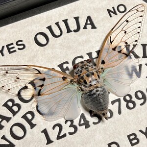 Ghost Cicada, Ayuthia Spectabile, Mounted and Framed on a Ouija Board ...