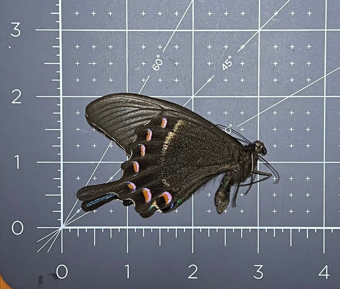 Alpine Black Swallowtail Butterfly, Preserved Papilio Maackii ...