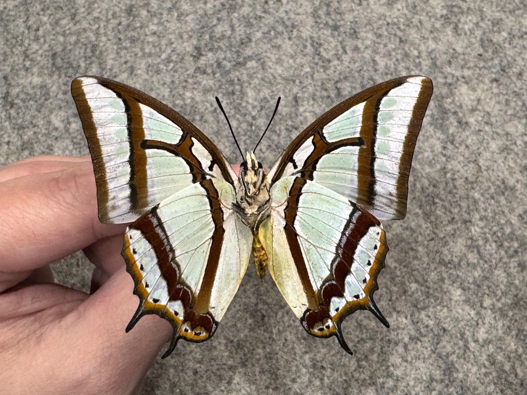 Polyura Narcaea, Chinese Nawab Butterfly, Unmounted (wings FOLDED ...