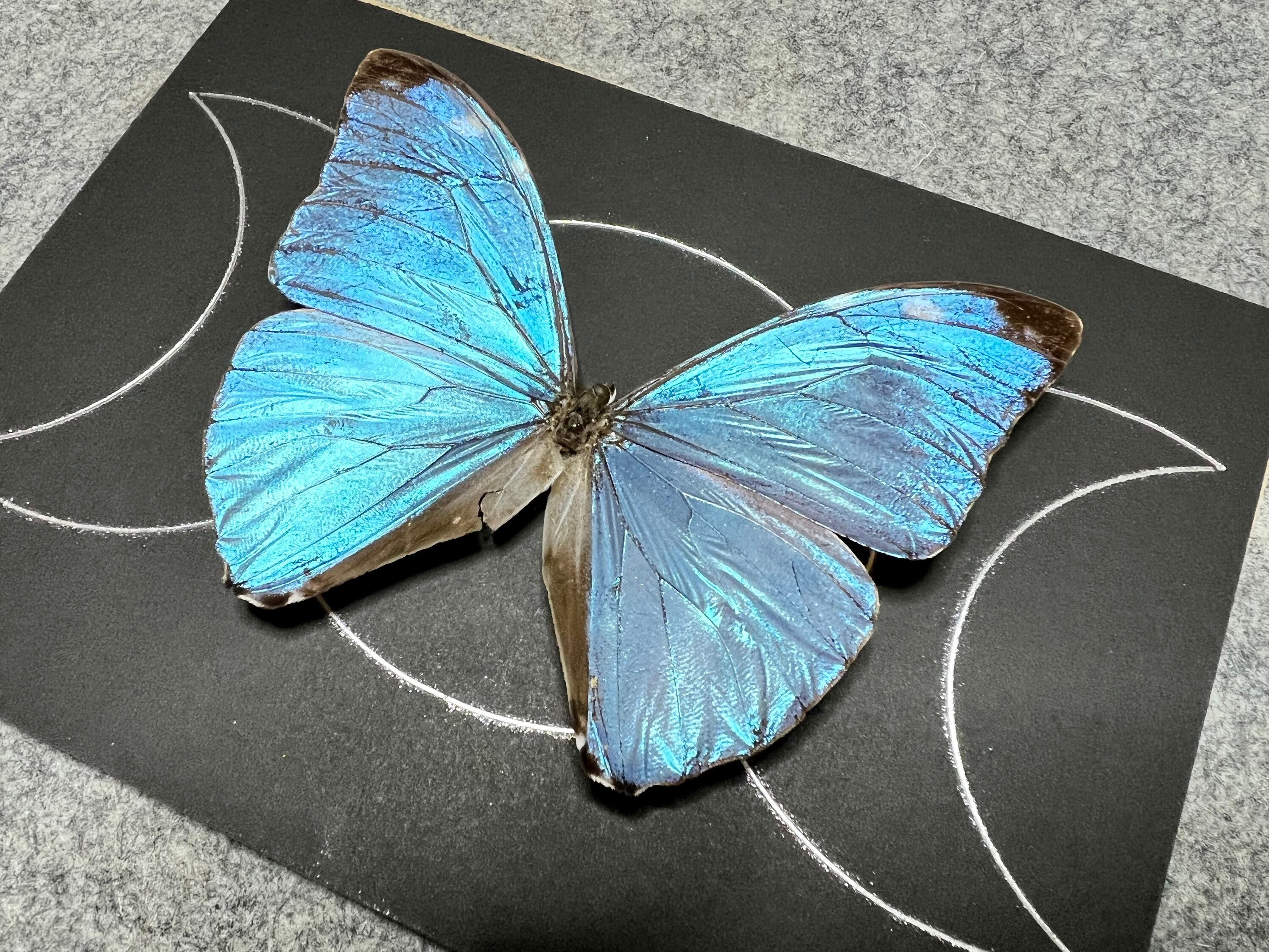The Eugene Morpho Butterfly Morpho Eugenia Mounted and | Etsy