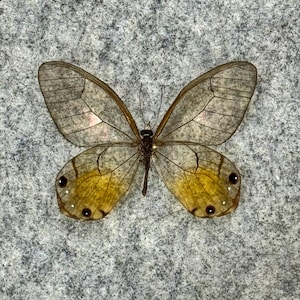 Haetera Piera, Amber Phantom Glass Wing Butterfly, Male, Nymphalidae ...
