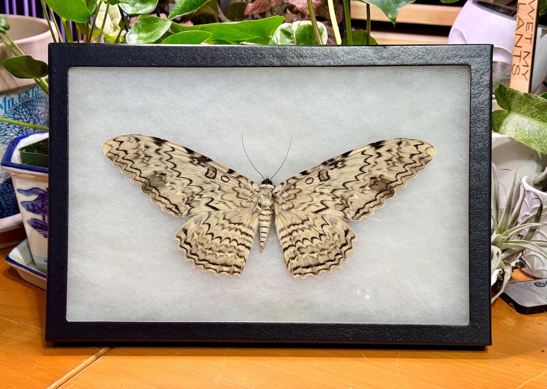Huge 24.9cm (9.8”) White Witch Moth, Thysania Agrippina, Mounted (wings ...