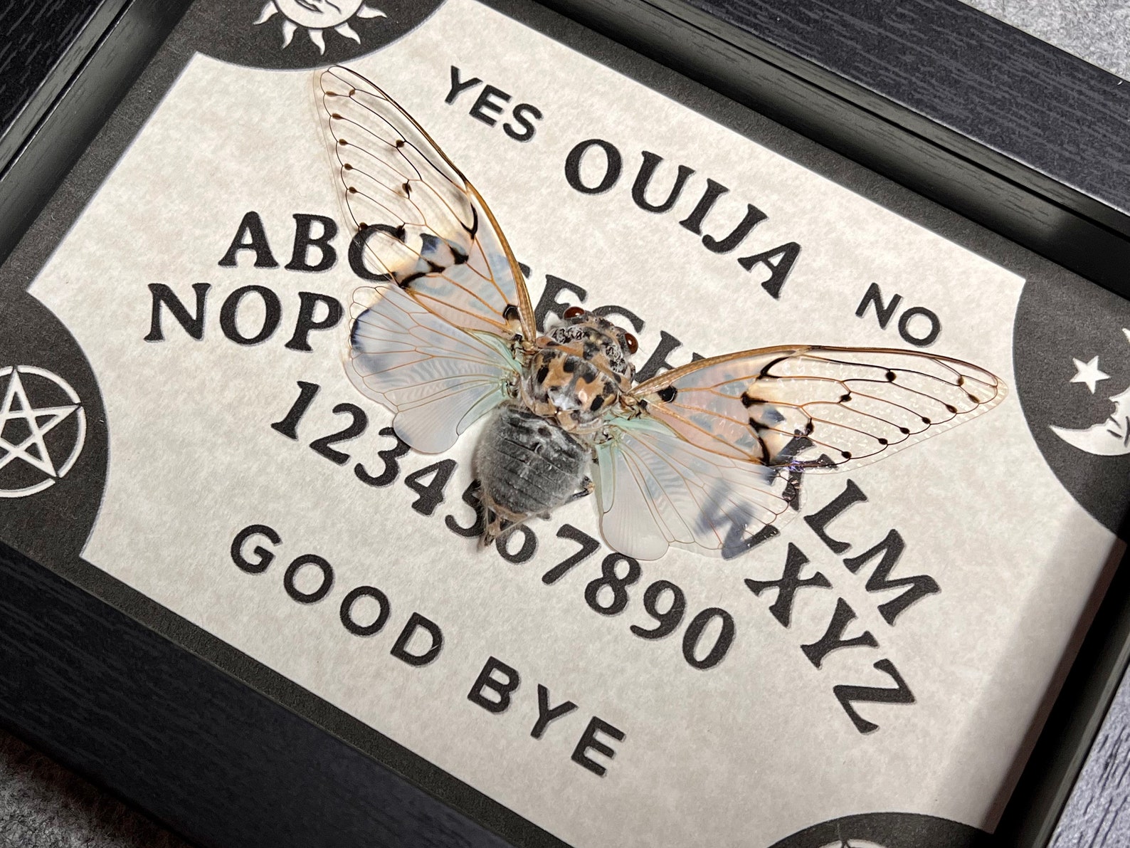 Ghost Cicada, Ayuthia Spectabile, Mounted and Framed on a Ouija Board ...