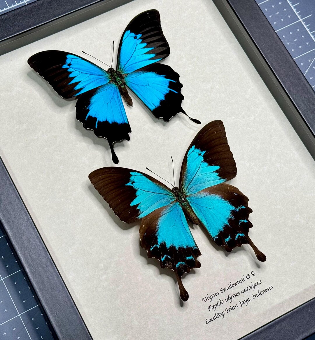 Papilio Ulysses Autolycus, Ulysses Swallowtail Butterfly, Male & Female ...