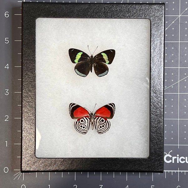 Diaethria Clymena - Etsy