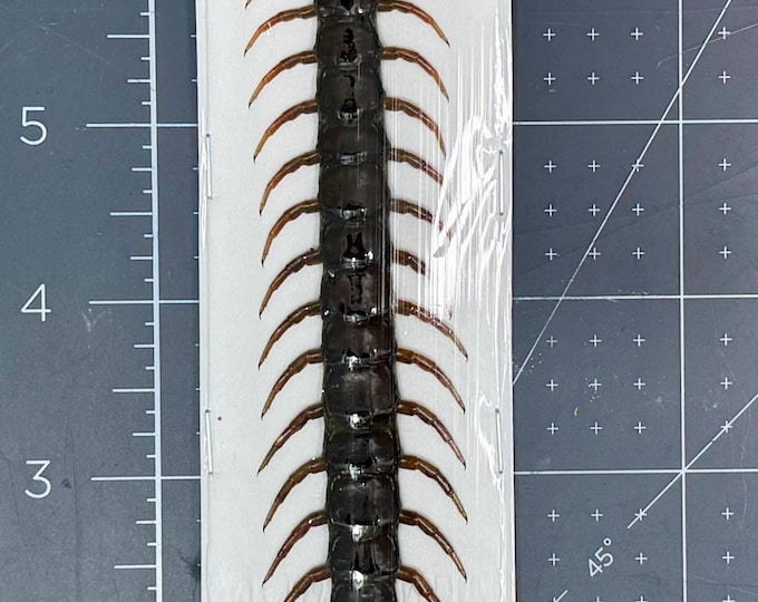 Scolopendra Morsitans, Tanzanian Blue Ringleg or Red-headed Centipede ...