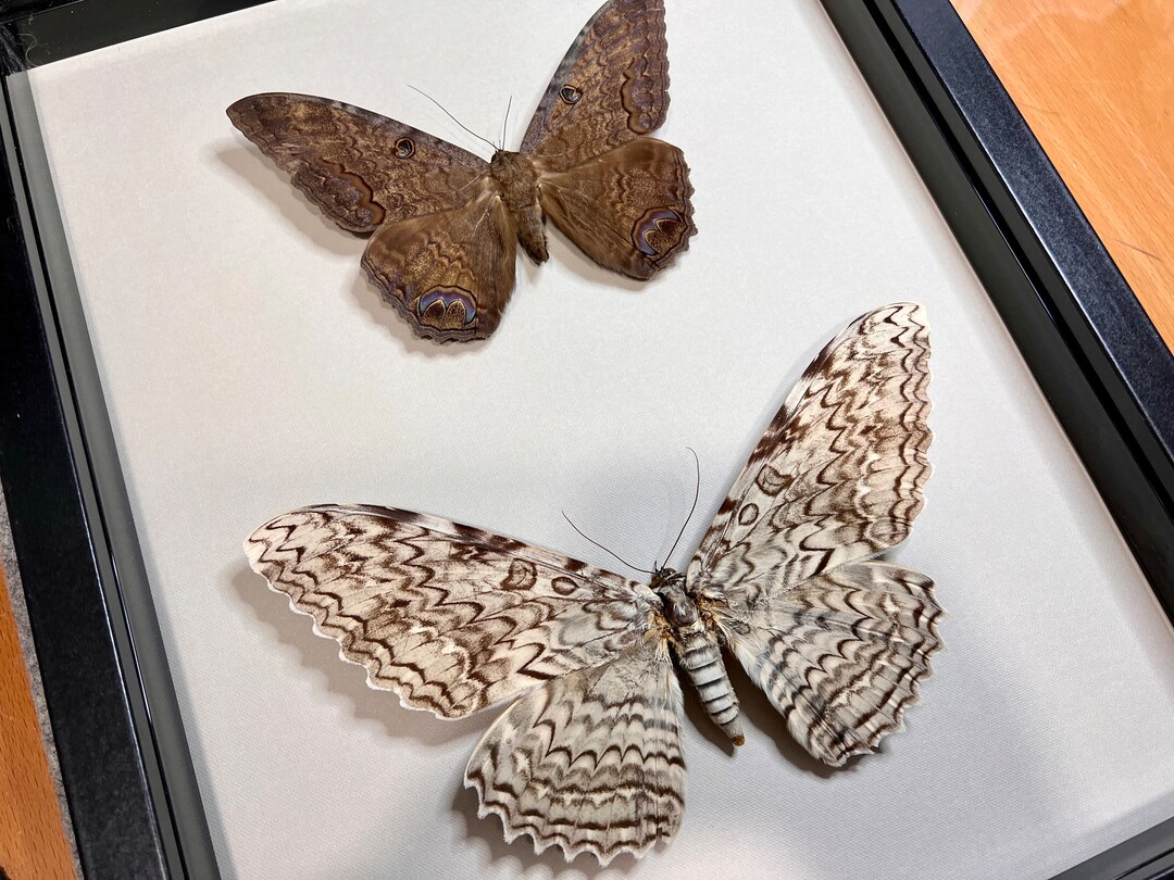 Pair of White and Black Witch Moths, Thysania Agrippina and Ascalapha ...