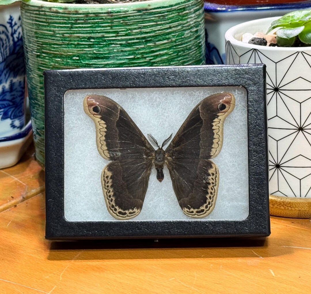 The Promethea Moth, Callosamia Promethea, Male, Mounted & Framed in a ...