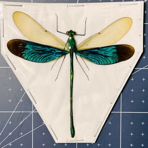 Green Metalwing Damselfly, Neurobasis Chinensis Florida, Mounted ...