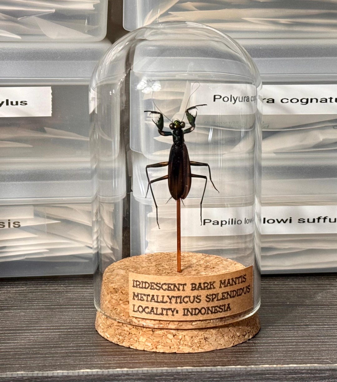 Iridescent Bark Mantis, Metallyticus Splendidus, Mounted in a Bell Jar ...