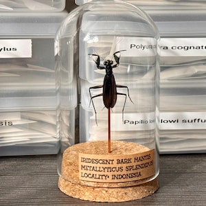 Iridescent Bark Mantis, Metallyticus Splendidus, Mounted in a Bell Jar ...