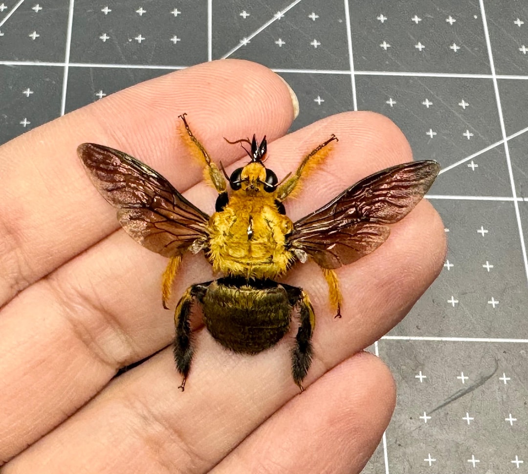 Tropical Gold Carpenter Bee, Xylocopa Aestuans, Male, A1, MOUNTED ...