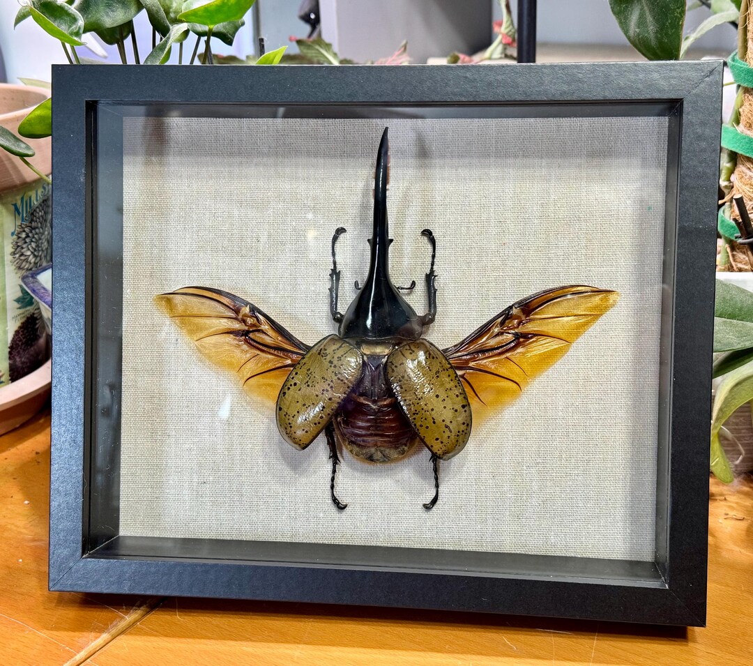 Huge Hercules Beetle, Dynastes Hercules Lichyi, 145mm, Mounted wings ...