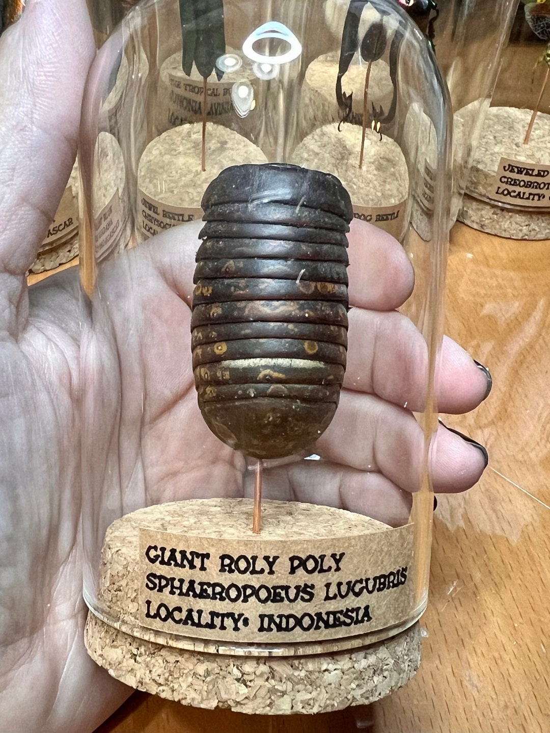 Giant Roly Poly Pill Bug, Sphaeropoeus Lugubris, Mounted in a Bell Jar ...