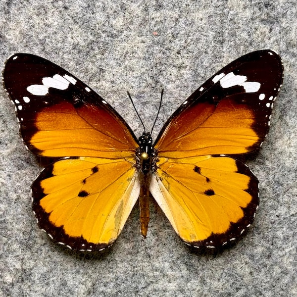 Dried Butterflies - Etsy