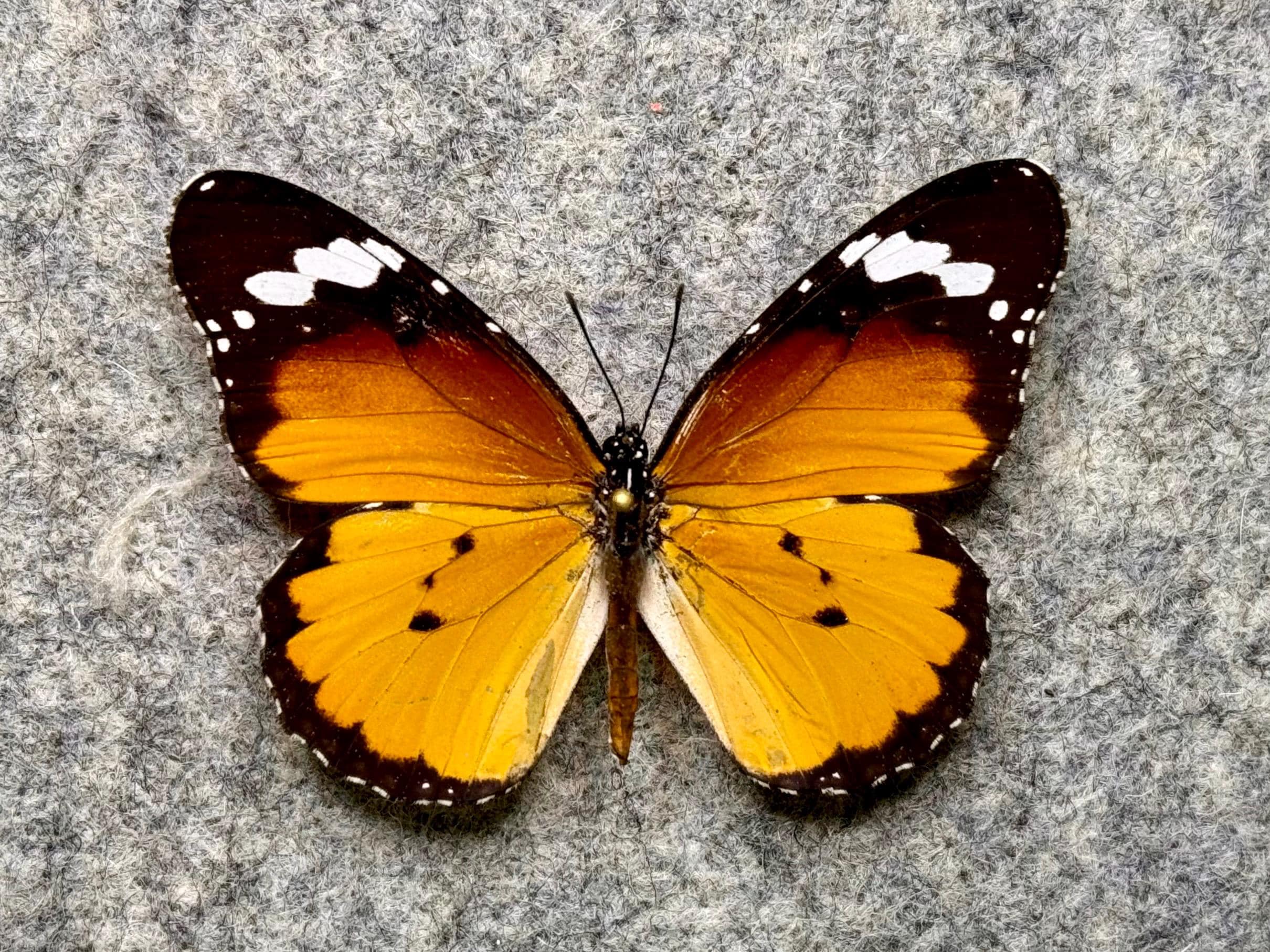 African Monarch Butterfly, Danaus Chrysippus, Unmounted (wings CLOSED ...