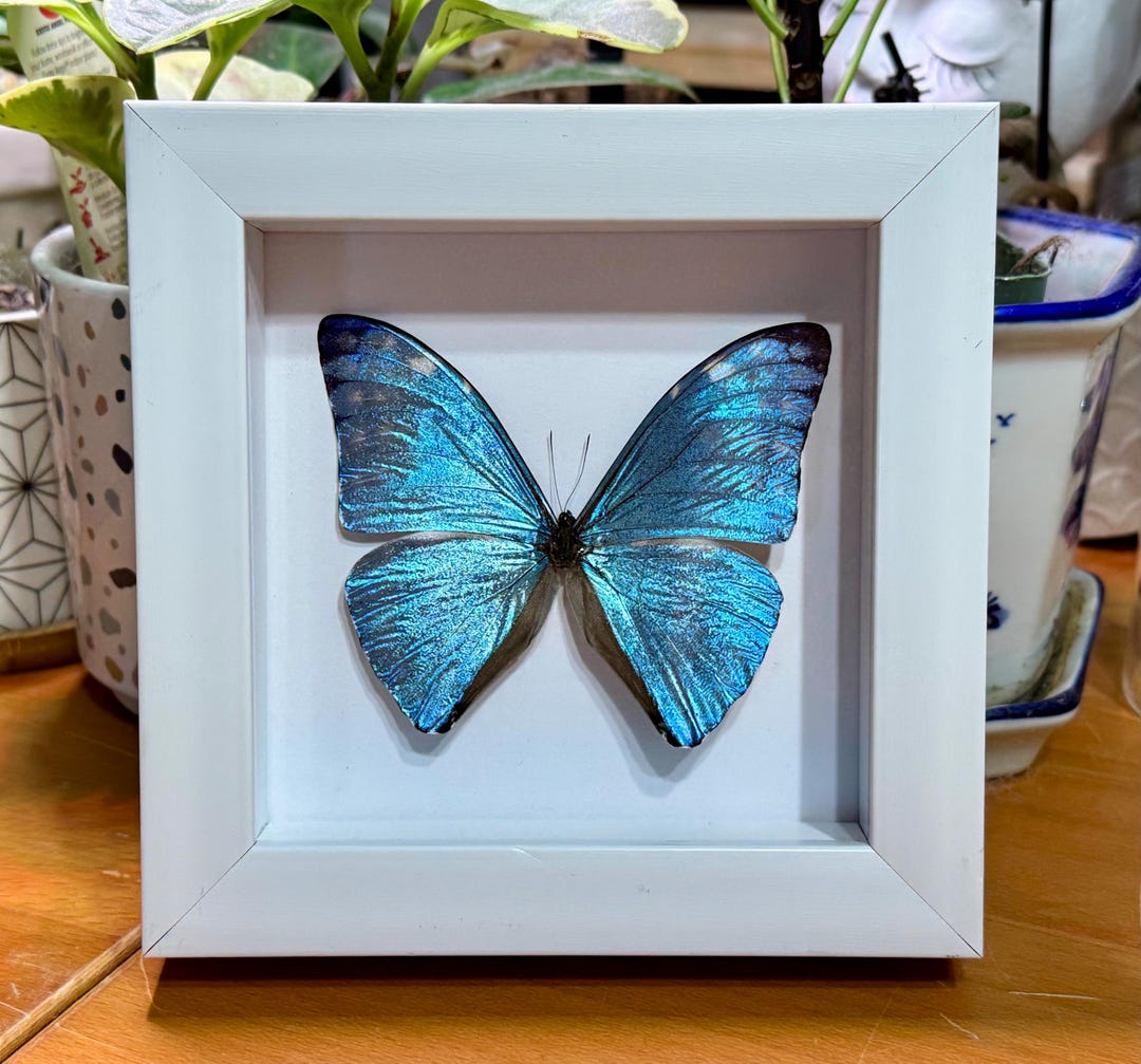 Blue Adonis Morpho Butterfly, Morpho Marcus, Mounted (wings Spread) and ...