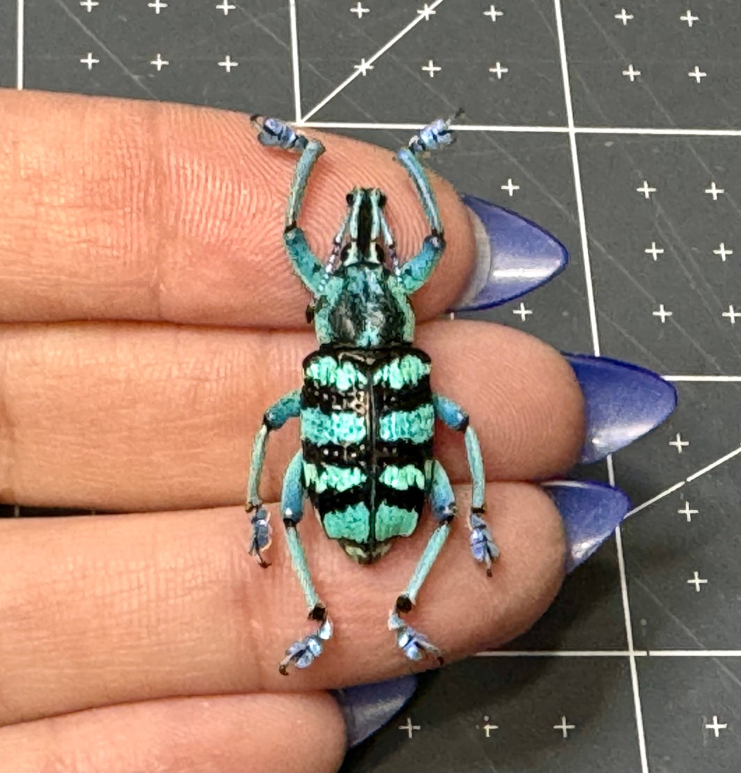 Eupholus Linnei, Real Blue Black Weevil, Beetle, Curculionidae ...