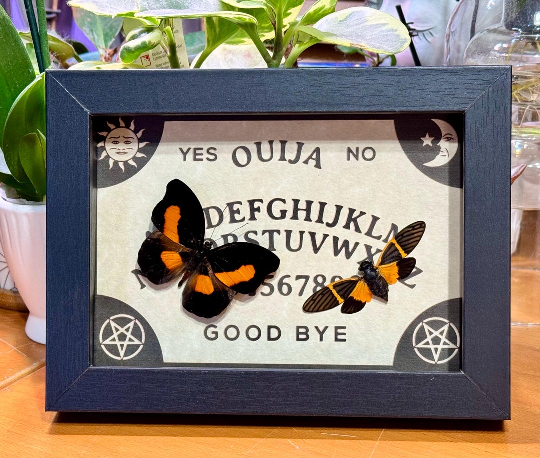 Butterfly Cicada, Becquartina Electa and Firewing Butterfly ...