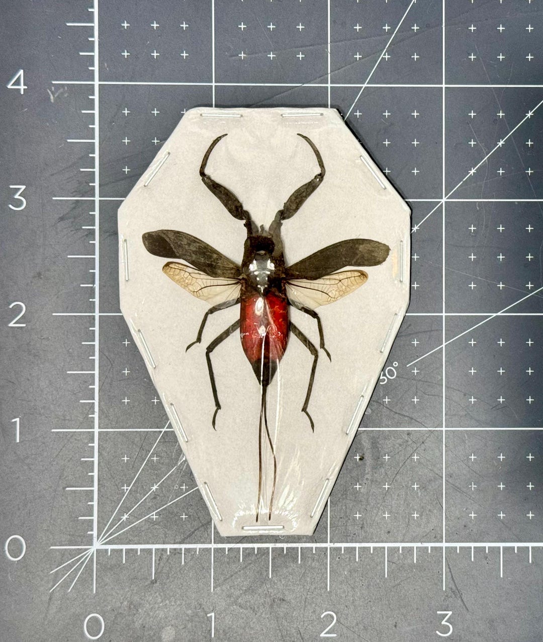 Water Scorpion, Laccotrephes Celebensis, MOUNTED (spread), Dried, Real ...