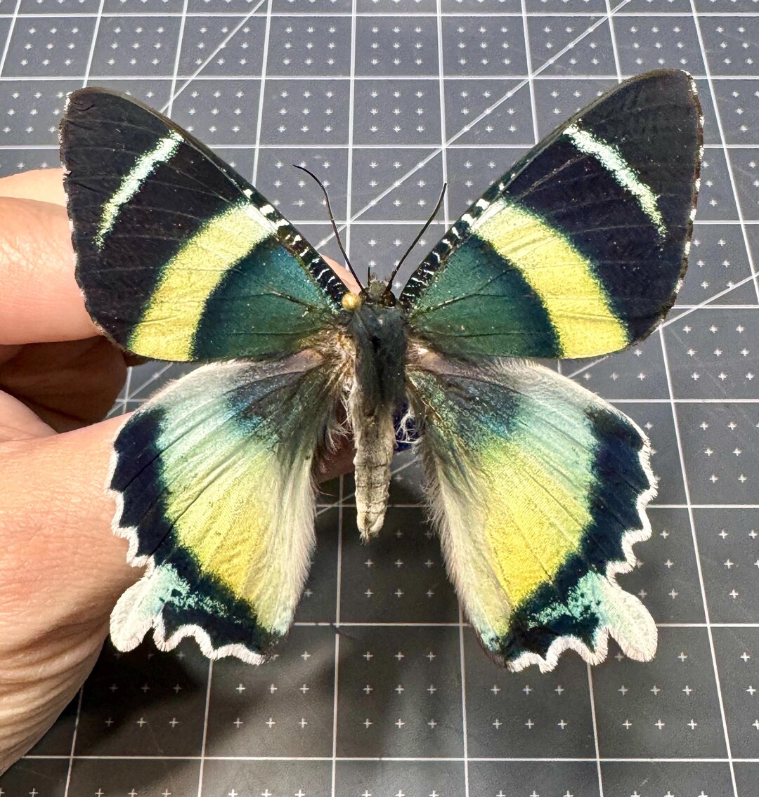 Alcides Orontes, Dayflying Moth, UNMOUNTED (wings Closed), Preserved ...