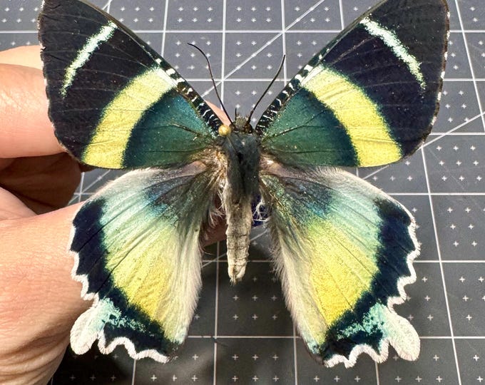 Alcides Orontes, Dayflying Moth, UNMOUNTED (wings Closed), Preserved ...