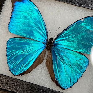 RARE Morpho Absoloni Butterfly, Mounted (wings Spread) in a Riker Mount ...