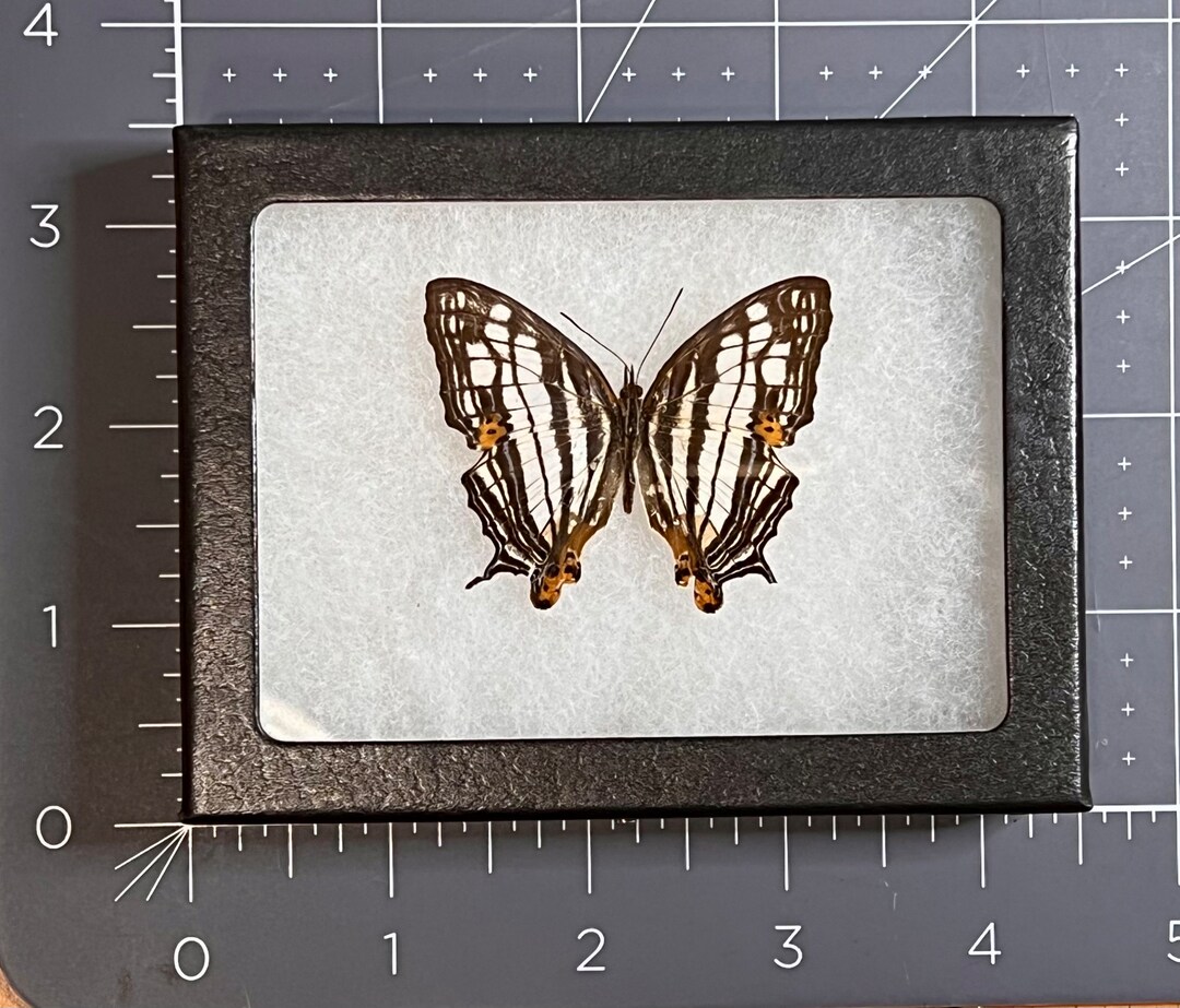 Common Mapwing Butterfly, Cyrestis Maenalis, Mounted (wings Spread) and ...