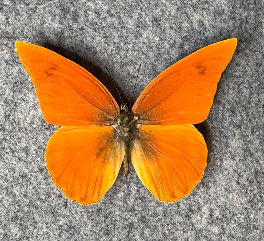 Orange Albatross Butterfly, Appias Zarinda, UNMOUNTED (wings FOLDED ...