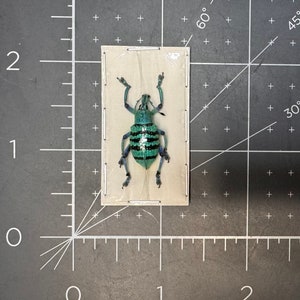 Blue Weevil, Eupholus Geoffroyi, Unmounted, Real, Preserved - Etsy