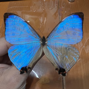 Mother of Pearl Morpho Butterfly, Morpho Sulkowskyi, Male, Mounted and ...