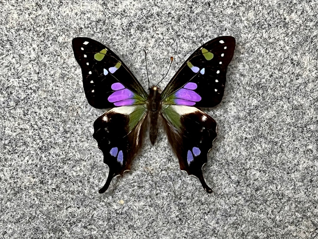 Purple Spotted Swallowtail Butterfly Graphium Weiskei Wings - Etsy