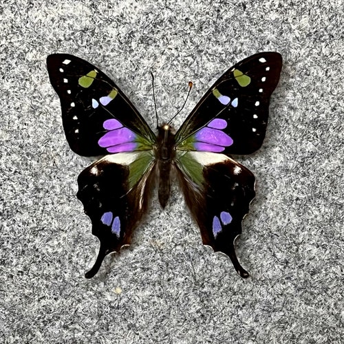 Purple Spotted Swallowtail Butterfly Graphium Weiskei Wings - Etsy