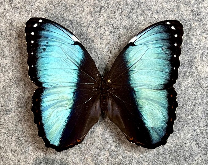 Morpho Achilles, Blue-banded Morpho Butterfly, UNMOUNTED (wings Closed ...