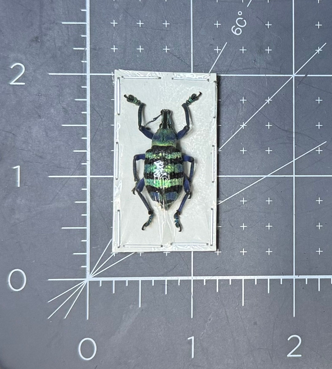 Eupholus Magnificus, Real Blue and Green Weevil, Curculionidae ...