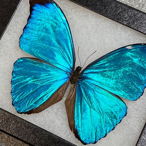 RARE Morpho Absoloni Butterfly, Mounted (wings Spread) in a Riker Mount ...