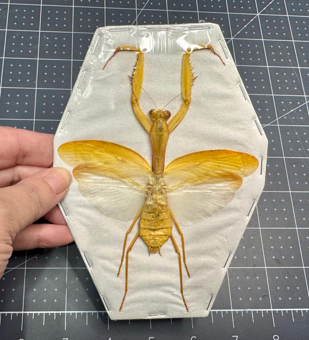 Hierodula Membranacea, Giant Asian Mantis, Yellow, Female, Mounted With ...